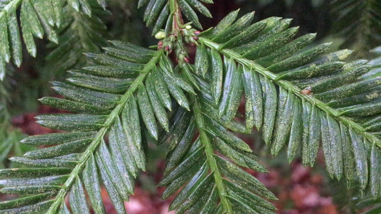Coastal redwood - leaves close up - November 2018 - YouTube