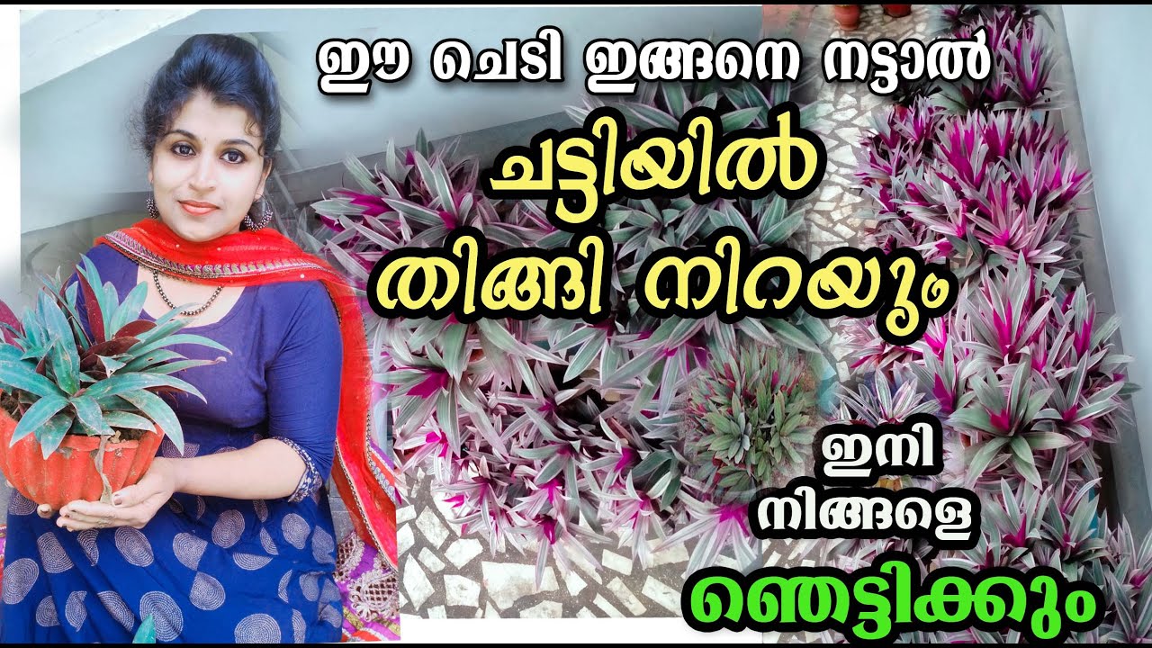 ഈ ചെടി വീട്ടിലുണ്ടോ എന്നാൽ ഈ കാര്യങ്ങൾ അറിയണം/Reyo plants/indoor ...