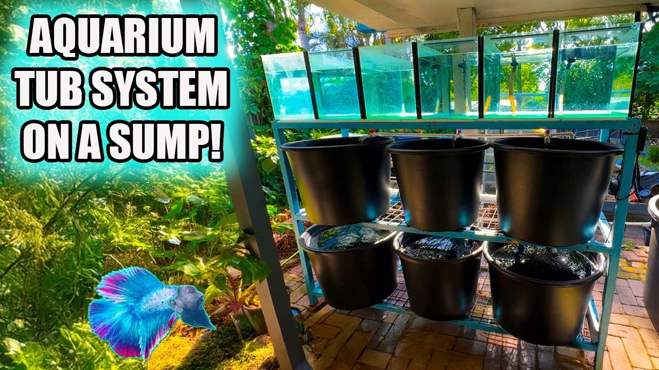 FISH ROOM SETUP: Connecting New Tubs & Aquariums to a Sump! - YouTube