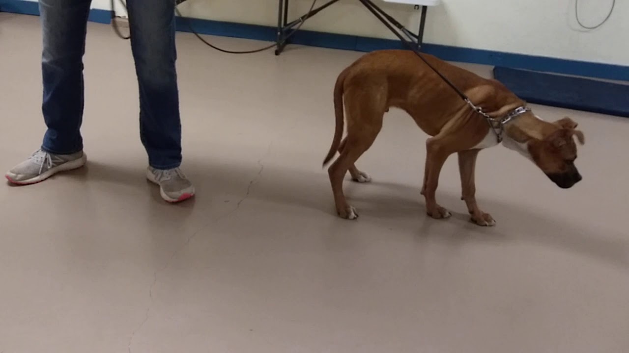Teaching a dog to give into leash pressure using a prong collar - part ...