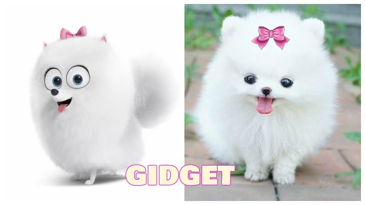 The Secret Life of Pets In Real Life 2017 Curious TV - YouTube