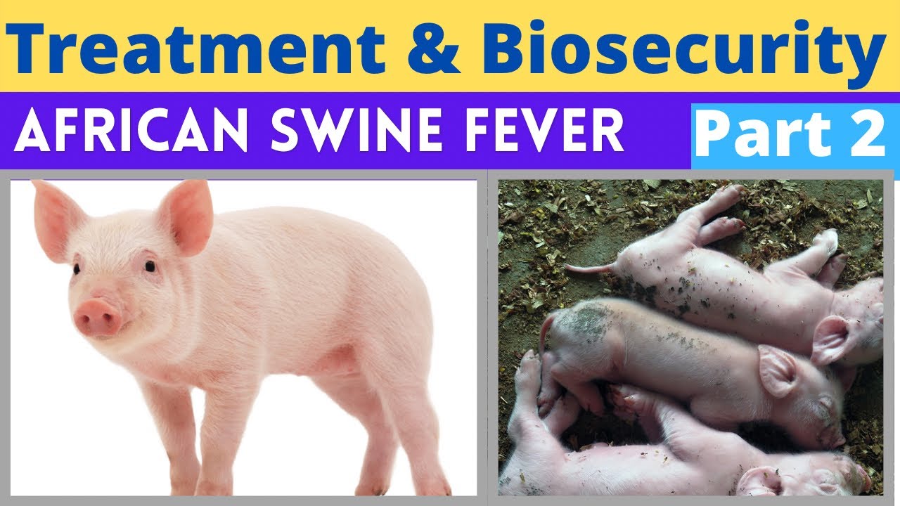 African Swine Fever TREATMENT & Biosecurity | ASF की पूरी जानकारी ...