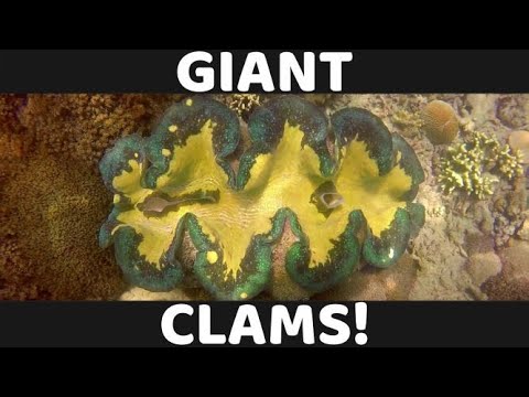 Giant Clams Opening and Closing!! Philippines! - YouTube