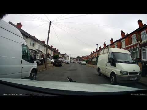 Cat Decides to Stop Traffic Then Walks Away