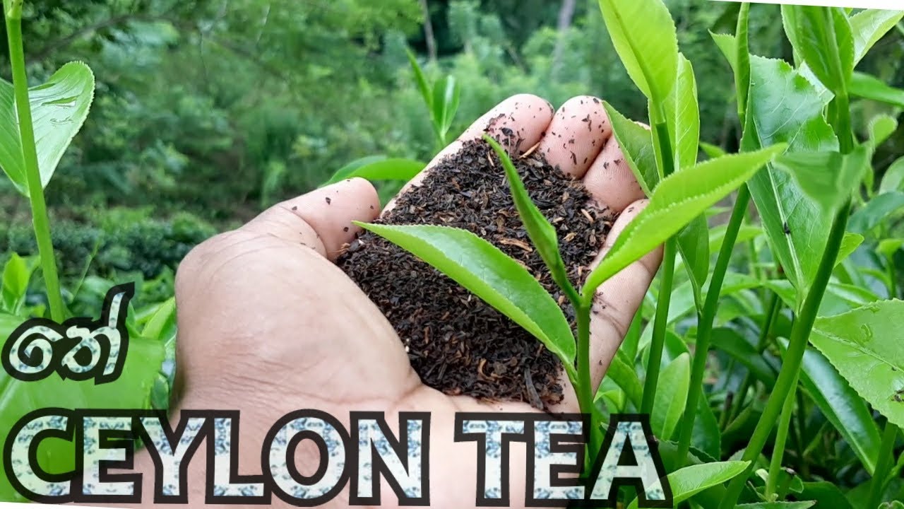 Sri Lanka Village in Tea Making Process / ගෙදරදීම තේ කොල හදමු / best ...