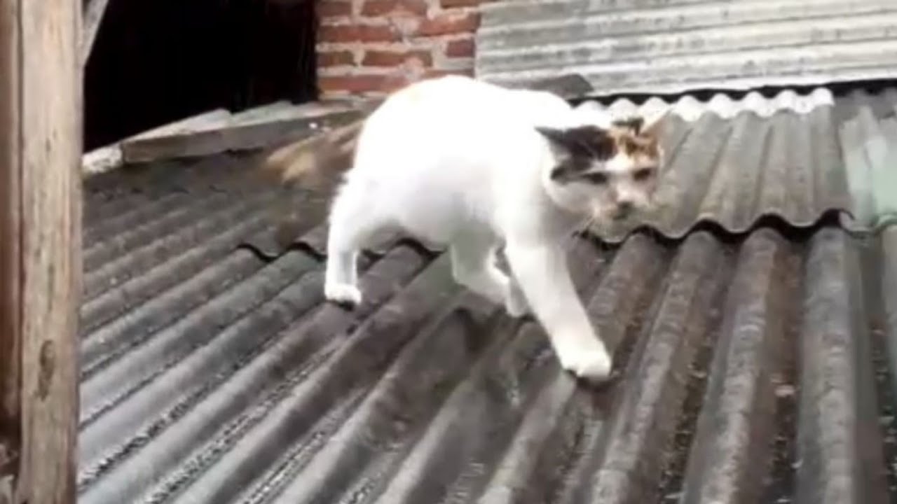 kucing kehujanan di atap - YouTube