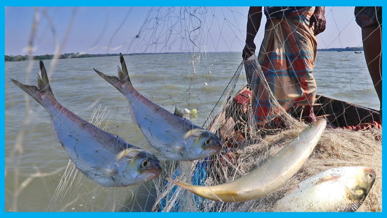 Big Hilsa Fish Catching (Live) | Fish Corn - YouTube