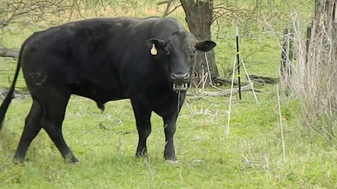 This is called a mad bull!!!!!! - YouTube