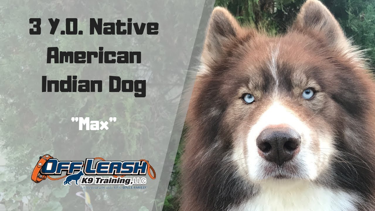 3 Y.O. Native American Indian Dog "MAX" - YouTube