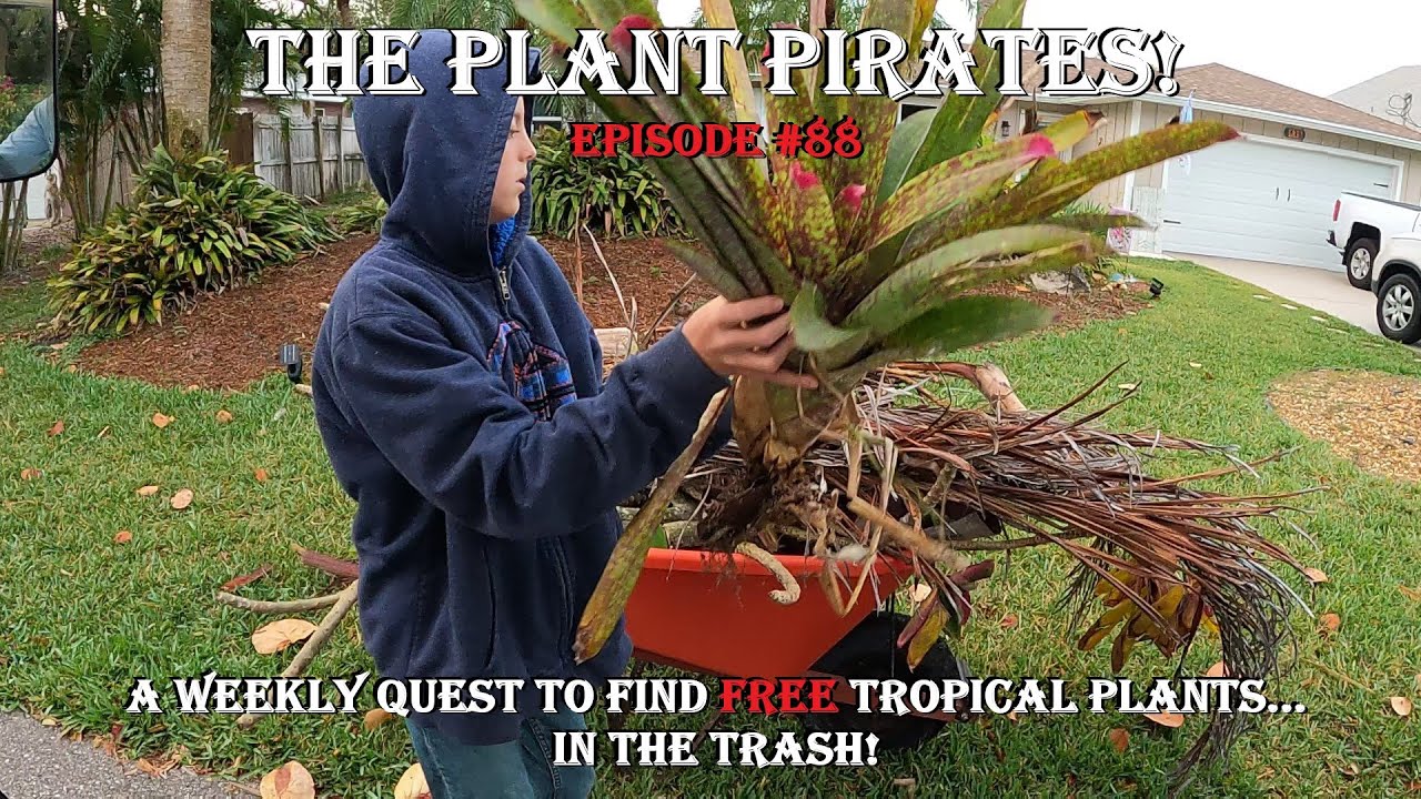 Finding FREE Tropical Plants in the Trash! The Plant Pirates Episode ...