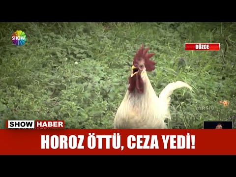 Horoz öttü, ceza yedi!