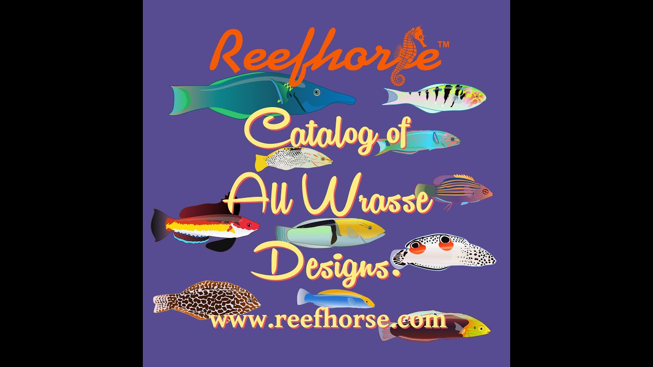 Reefhorse Catalog of Wrasse Designs. - YouTube