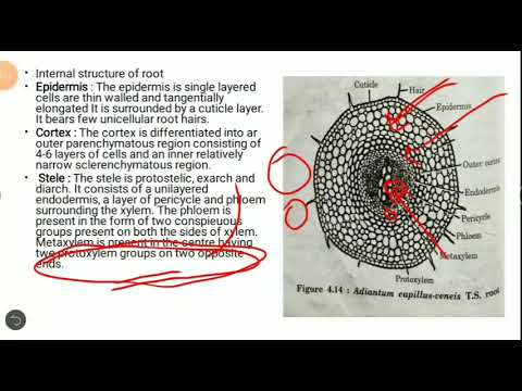 Anatomy of Adiantum (Root, Leaf, Rhizome) - YouTube