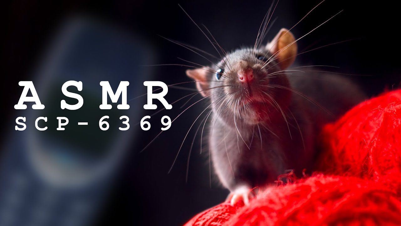 [ASMR] SCP-6369: "Rat lost and found" - A Binaural SCP Reading - YouTube