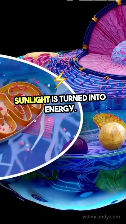 Unlocking the Secrets of Photosynthesis! 🌿🔬 - YouTube