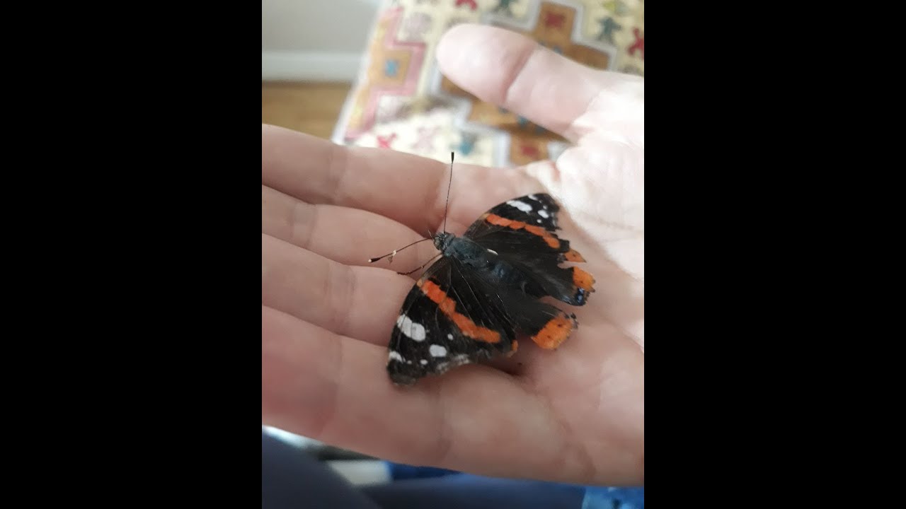 How the Butterfly helped with PTSD - YouTube
