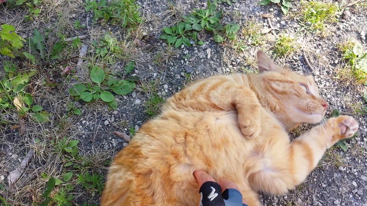 Friendly tubby tabby - YouTube