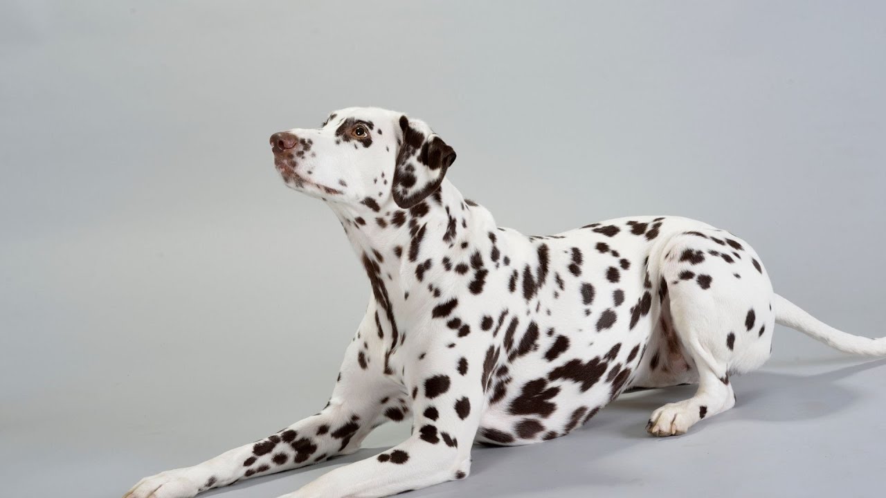 How to Train and Manage a Dalmatian's Prey Drive - YouTube