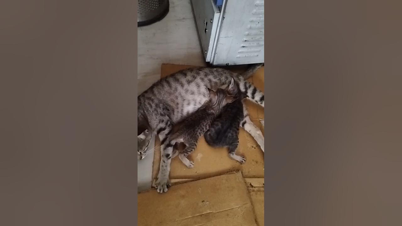 Cat Playing With Her Kittens Youtube