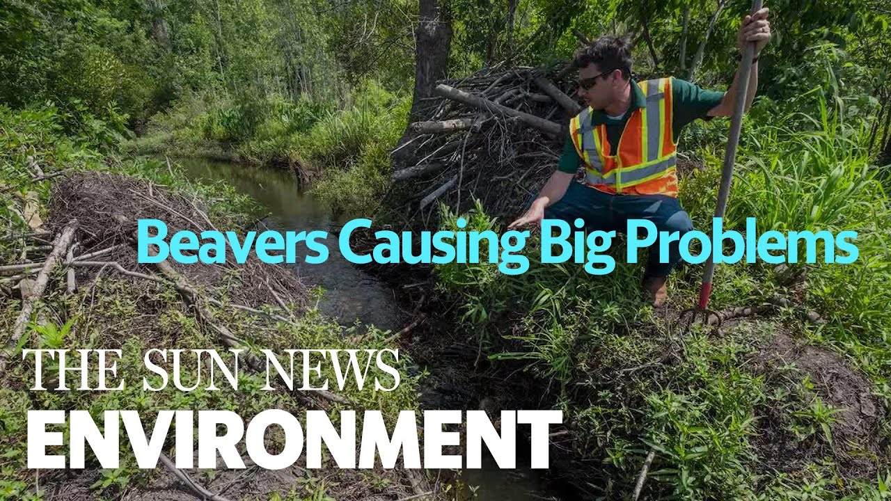 Beavers Causing Big Problems In Horry County Communities - YouTube