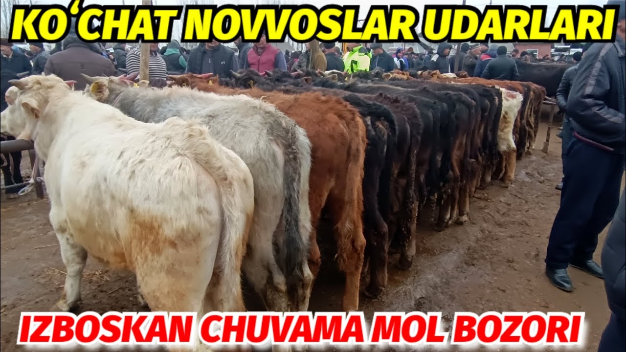 ANDIJON IZBOSKAN CHUVAMA CHORVA MOL BOZORI NARXLARI 26.02.2025 - YouTube