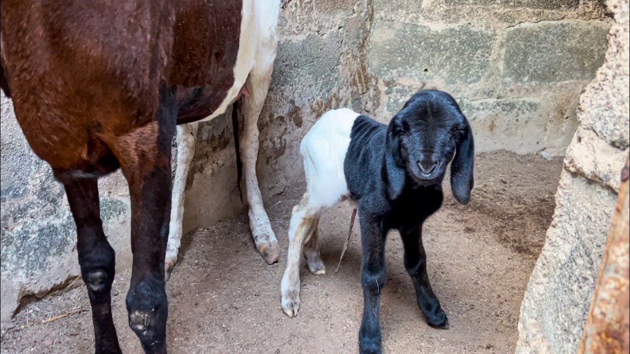 My Uda sheep gave birth Ep37 - YouTube