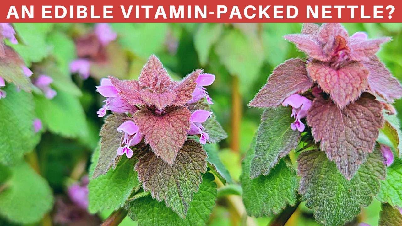 Purple Dead Nettle: how did this backyard edible get its name? - YouTube