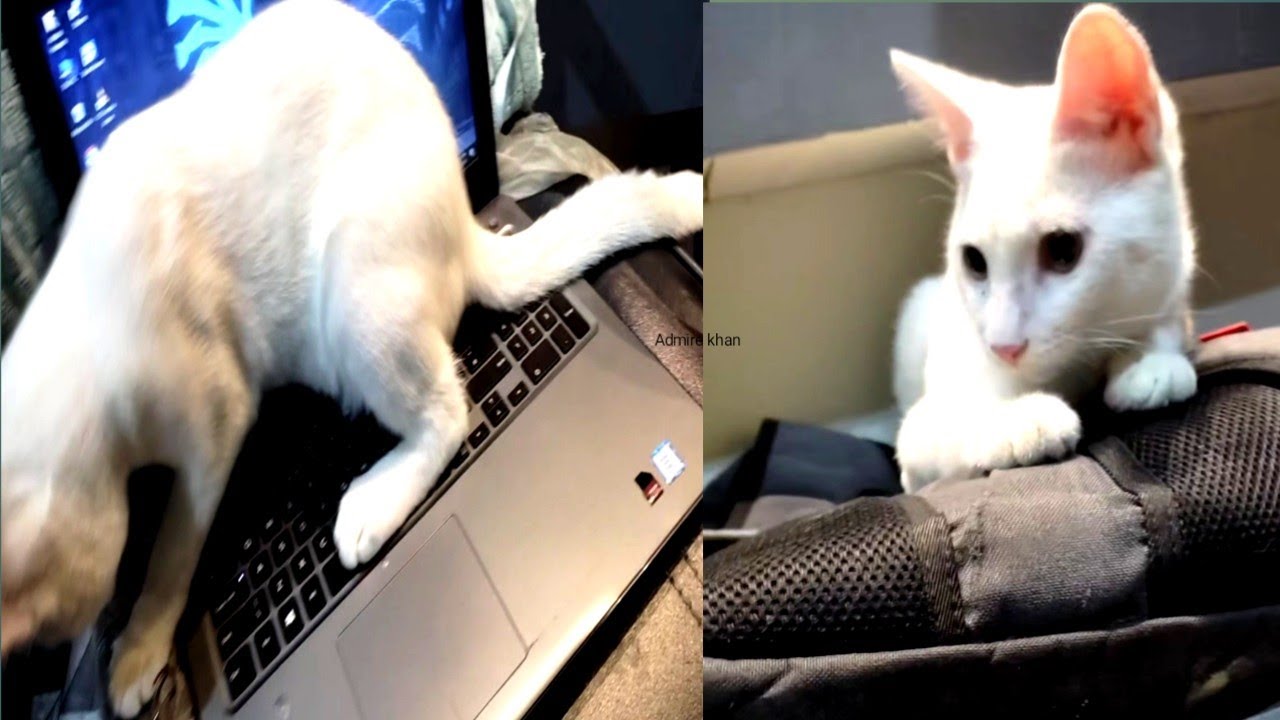 Laptop for cat's meow 🔥🤣 || funny cat || Cute and Funny Cat Videos to ...