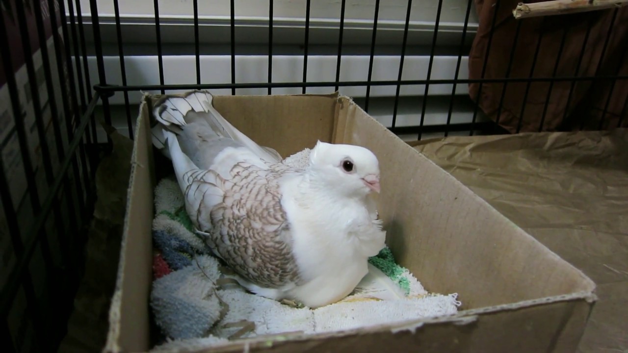 Replacing pigeon eggs with dummy eggs. - YouTube