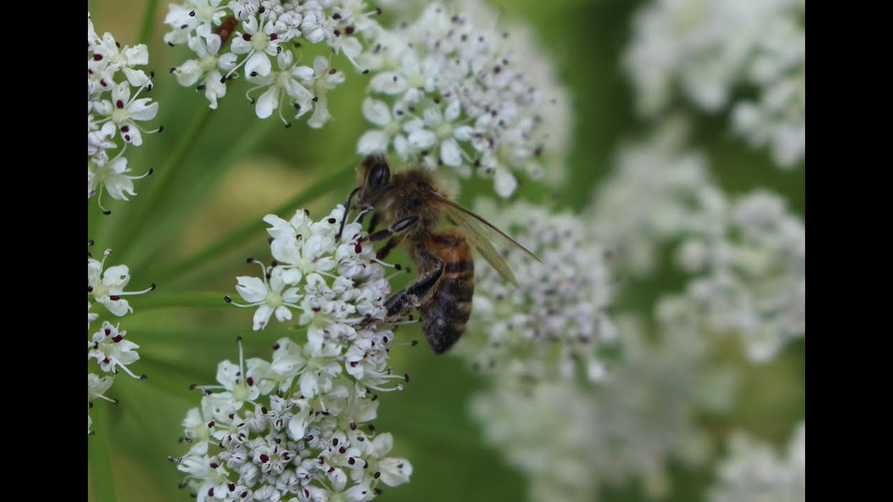 Insect Pollination - YouTube