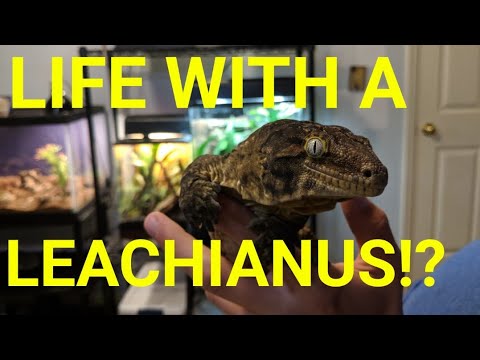 Life With A LEACHIANUS GECKO! (Care Tips and Setup!!) - YouTube