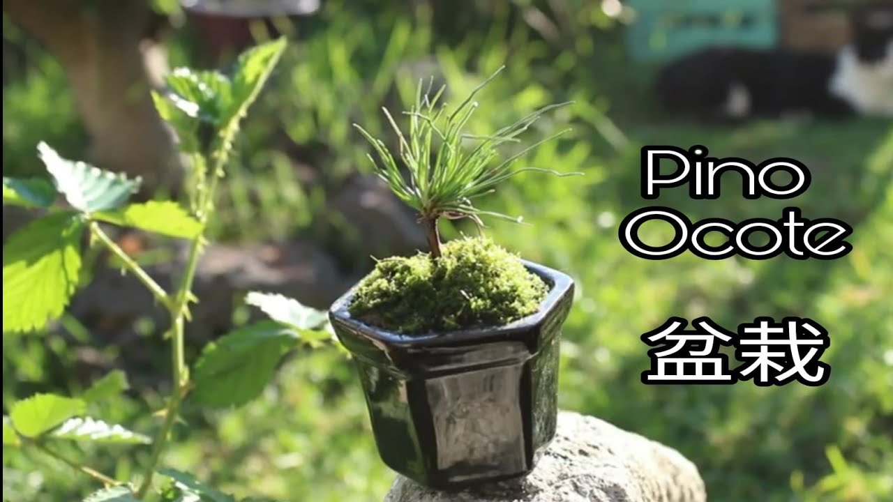 mini / bonsai / ocote / Pinus montezumae - YouTube