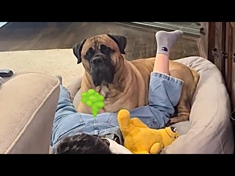 FUNNY Pet Reactions To Fart Sounds 💨🤣