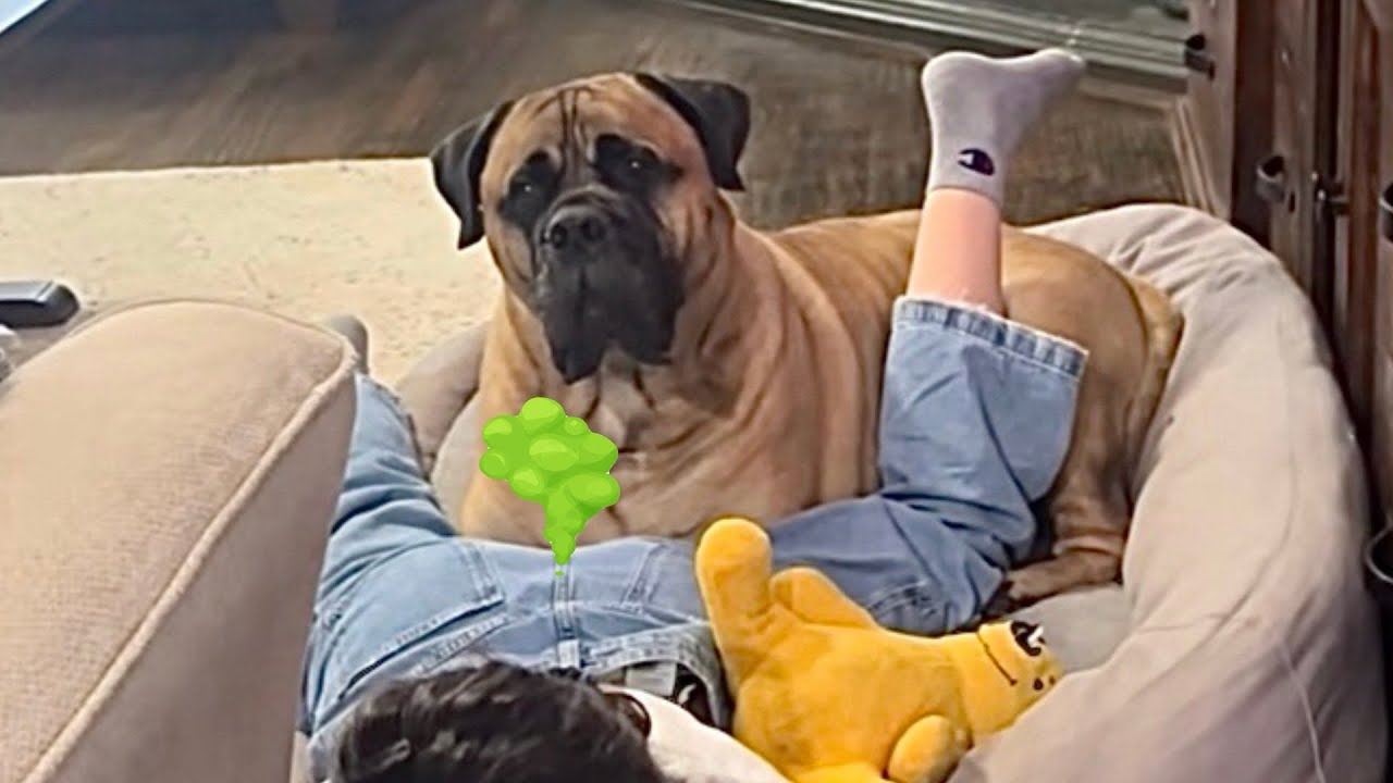 FUNNY Pet Reactions To Fart Sounds 💨🤣 - YouTube