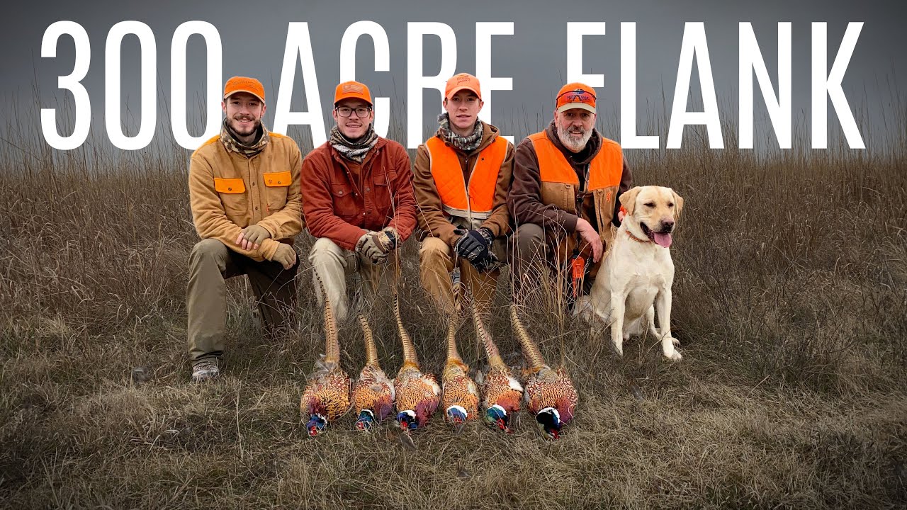 300 Acre Flank - Iowa Pheasant Hunting - YouTube