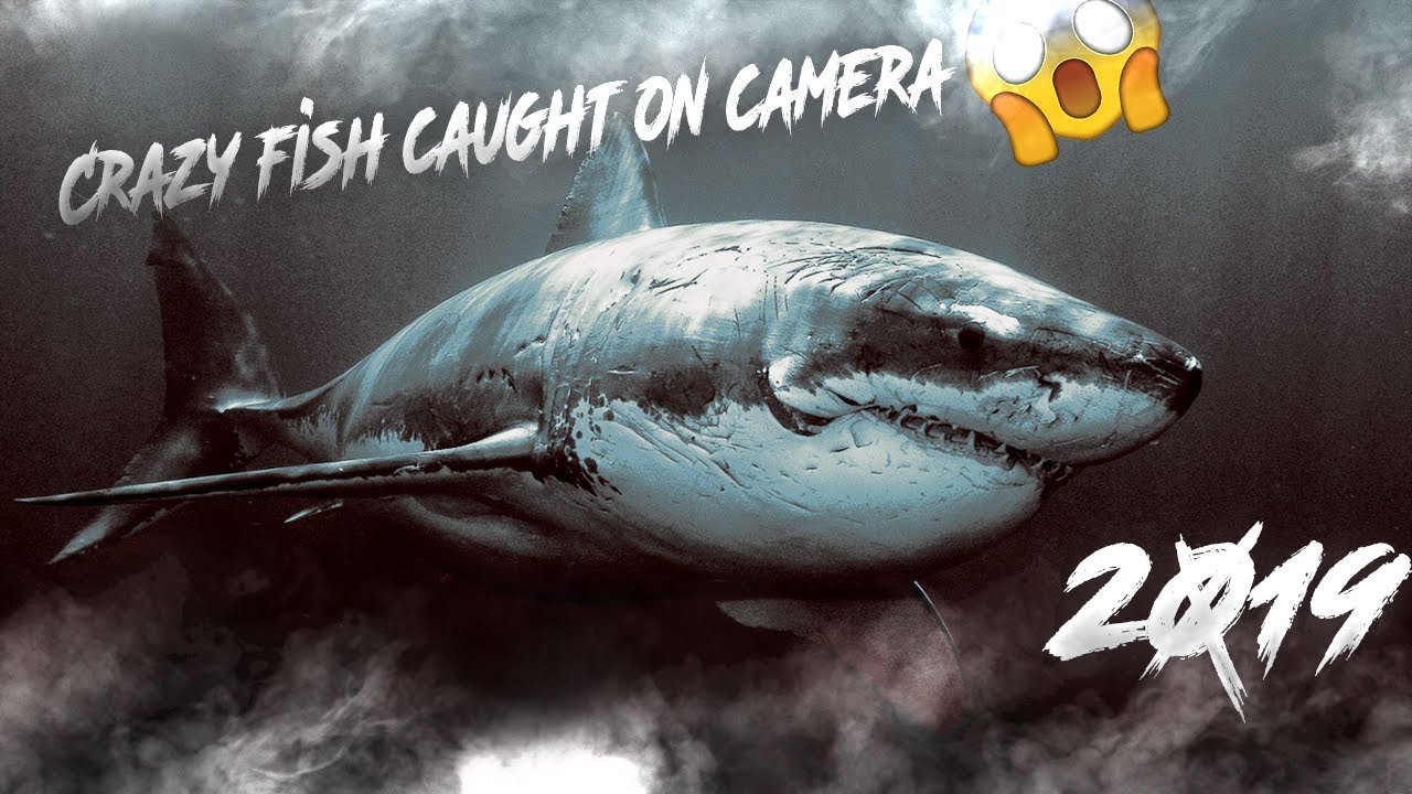 Crazy fish caught on camera😱😱😱 - YouTube