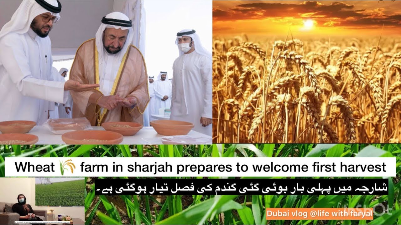 wheat farm in Sharjah | | uae wheat prepare to welcome 1st harvest ...