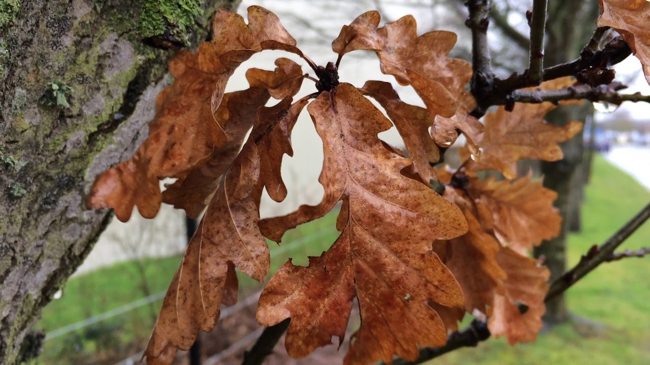 Sessile oak (Quercus petraea) - marcescent leaves - March 2018 - YouTube
