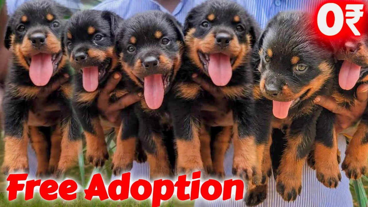 Free Dog Adoption *Rottweiler puppies* Rottweiler for free adoption 🐶 ...