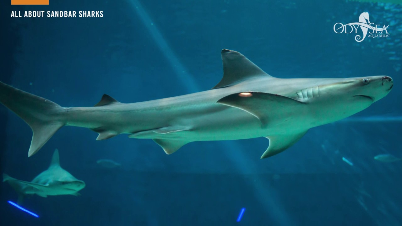 All About Sandbar Sharks - YouTube