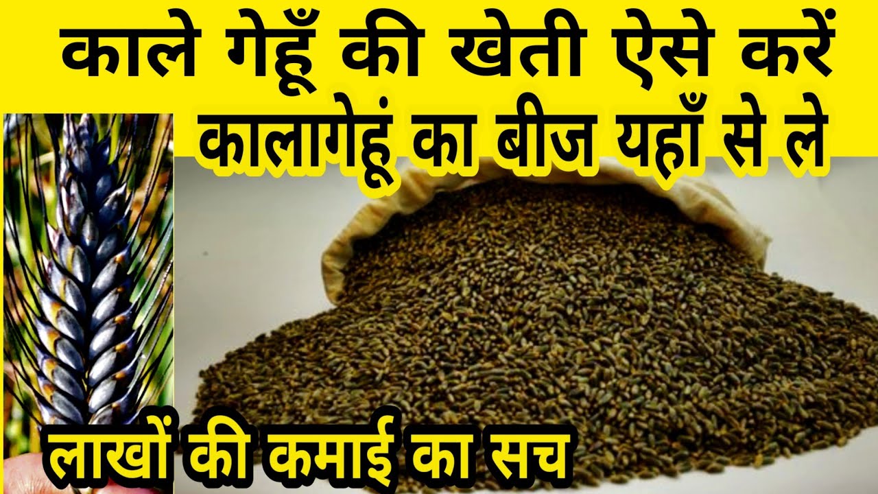 काले गेहूं की खेती | Kala gehun | Kale gehu ki kheti | Black wheat ...