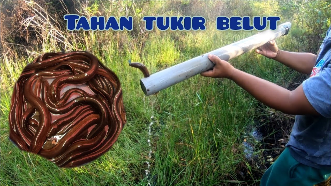 CARA MUDAH TANGKAP BELUT - YouTube