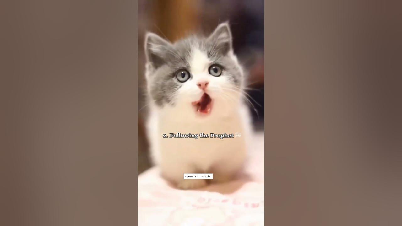 Benifits Of Having A Cat In Islam youtube youtubeshorts benifits-of-having-a-cat-in-islam-youtube-youtubeshorts