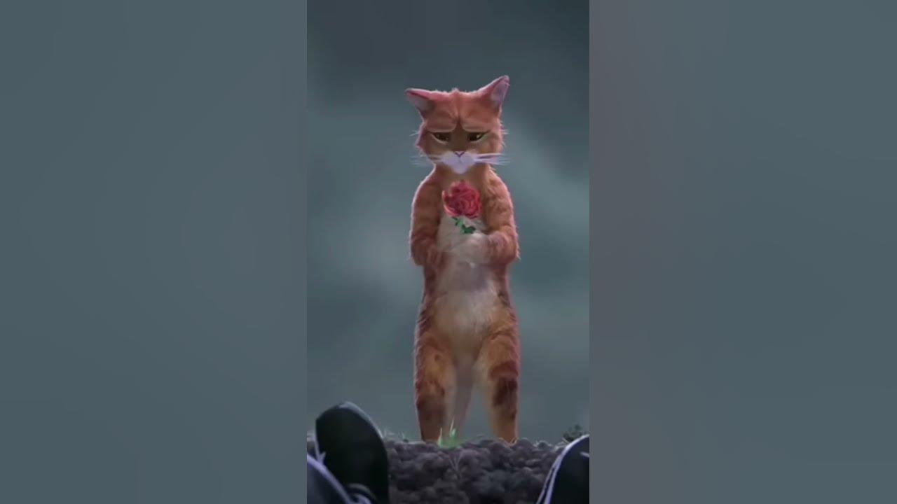 "Кот в трусах" #мем Автор- @sosed_rytp - YouTube
