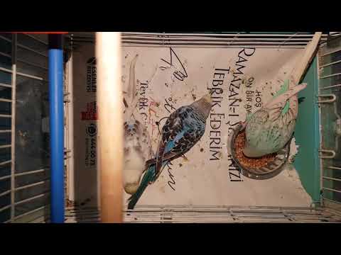 Sinan Akçıl - Maher Zain - Gülmek Sadaka - Kamil Öztürk