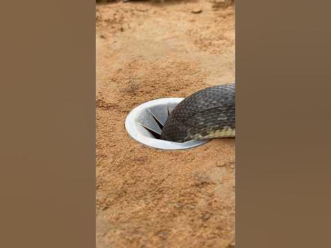 Build Underground Snake Trap Using hole#snaketrap - YouTube