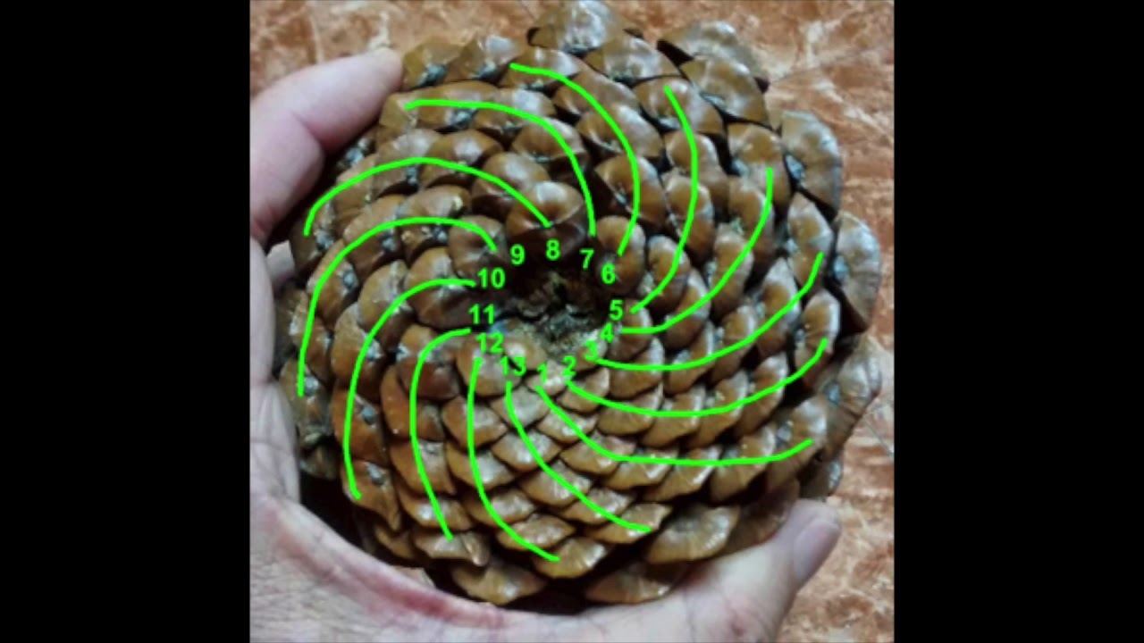 La Razón Dorada (Alfa) - YouTube