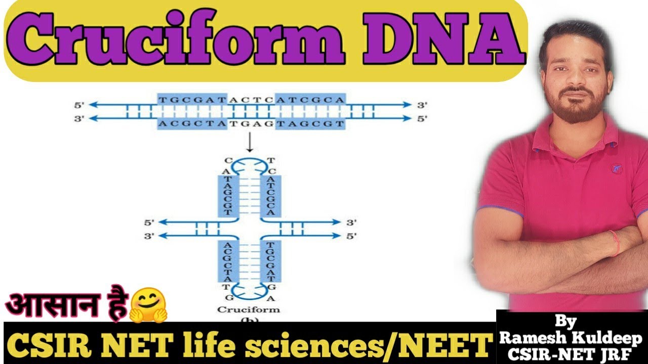 Cruciform DNA | Unusual Secondary Structure of DNA | CSIR NET life ...