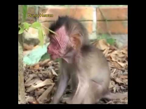 Kasihan anak monyet ini matanya digigit semut ‼️#duniahewan #anakmonyet #hewanlucu #hewanpeliharaan