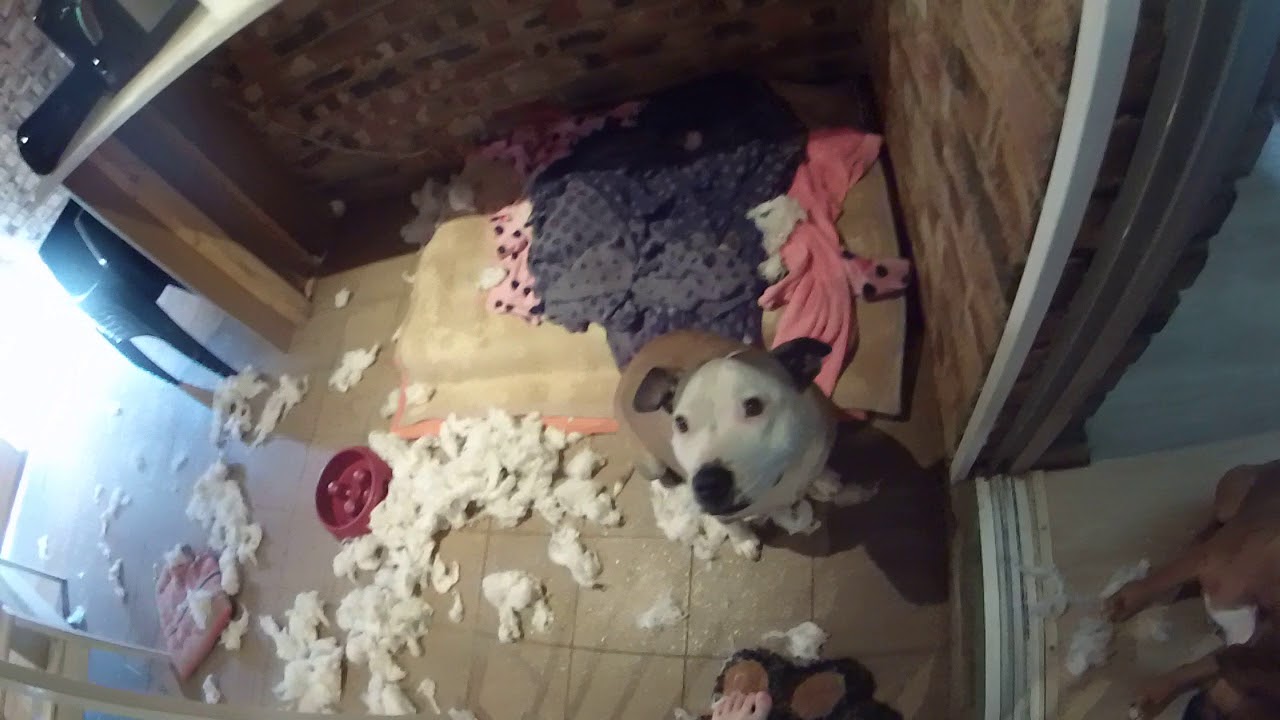 boxer dogs mess - YouTube